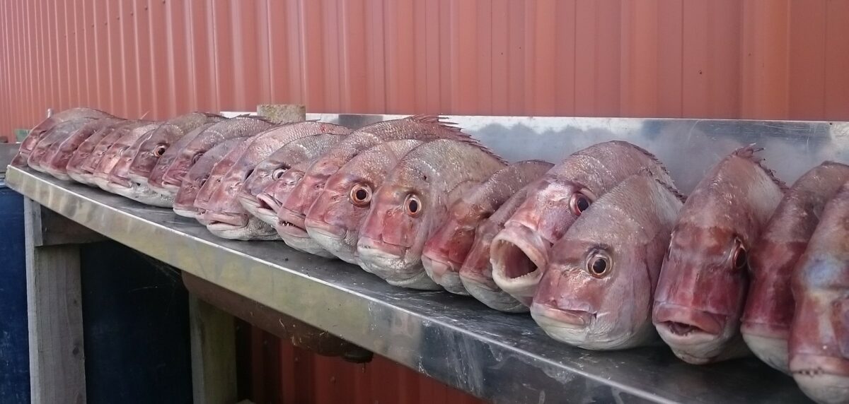 Fishing | Manawatu Marine Boating Club